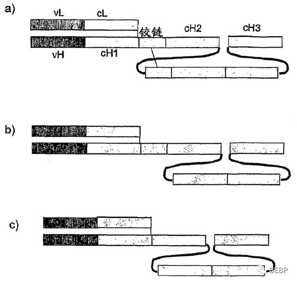 Single chain的魅力：从scFv到scIgG - 知乎