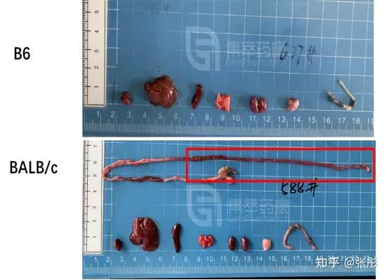BALB/c Mice | BALB/c小鼠最全知识资料 - 知乎
