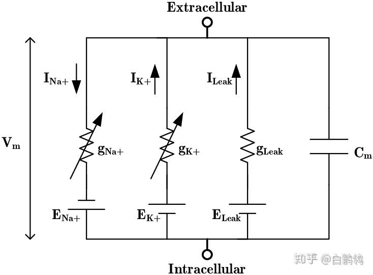 3.1-Hodgkin-Huxley (HH) 模型 - 知乎