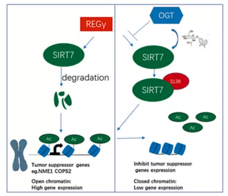 2022年糖基化修饰的10种研究思路（上篇） - 知乎