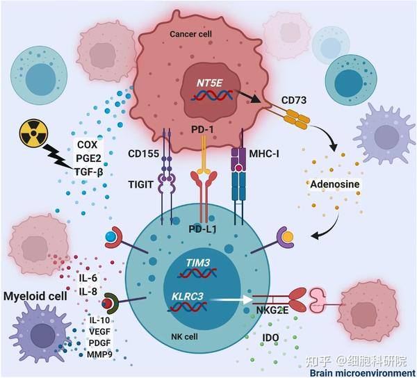 Nature子刊：治疗脑肿瘤，NK细胞将成为下一个顶流！ - 知乎