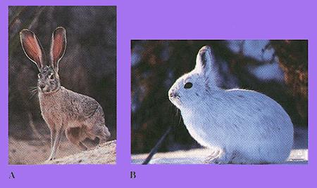 东亚体质特征的寒带起源 - 2：艾伦-伯格曼法则和性成熟期 - 知乎