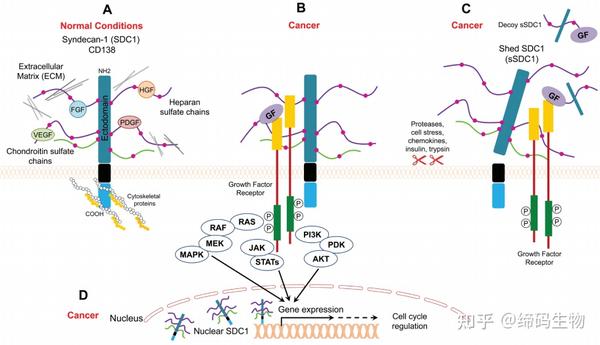 肿瘤免疫靶点 | CD138 - 知乎