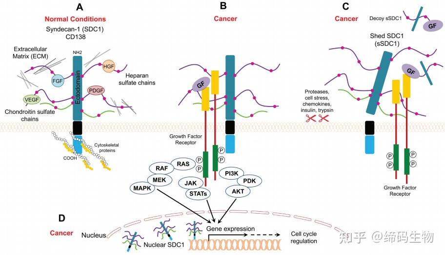 肿瘤免疫靶点 | CD138 - 知乎