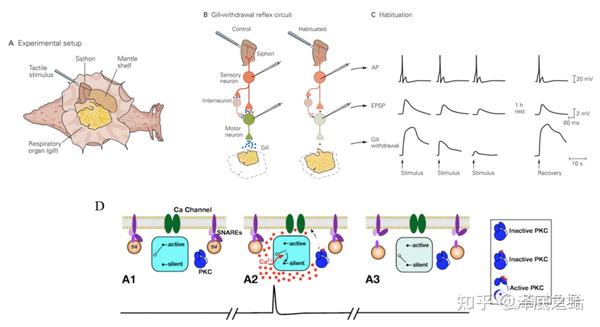 学习和记忆的神经机制简述 - 知乎
