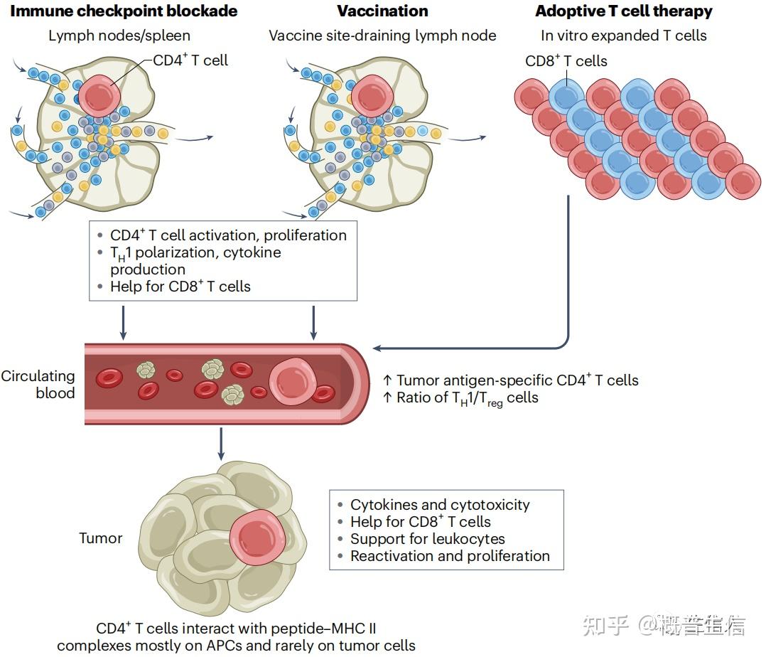 一直被低估的CD4+ T细胞抗肿瘤作用 - 知乎