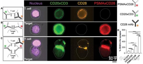 肿瘤免疫靶点 | CD28 - 知乎