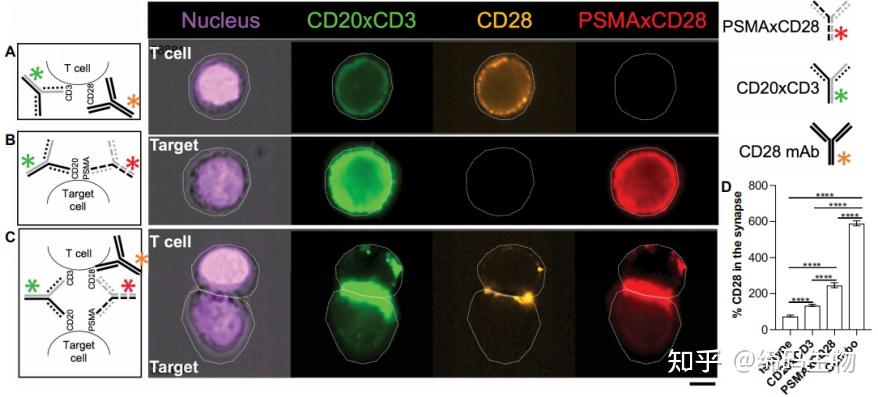 肿瘤免疫靶点 | CD28 - 知乎