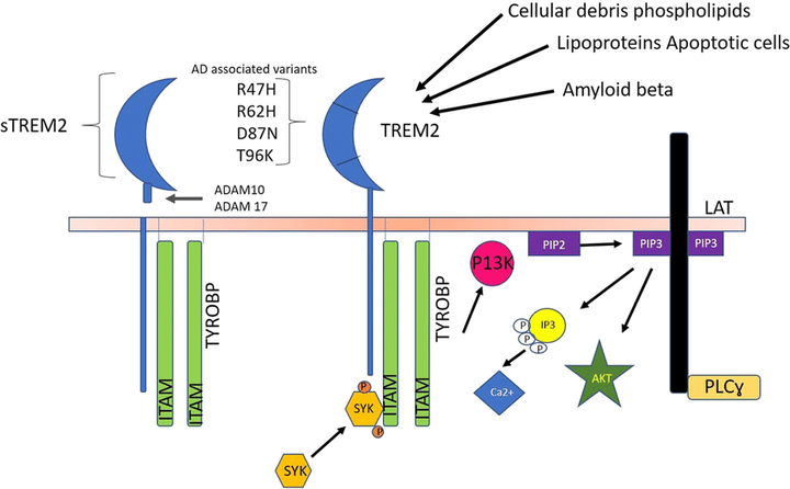 【明星靶点TREM2】盘点TREM2对AD、肥胖症、癌症以及心脏疾病的作用机制 - 知乎