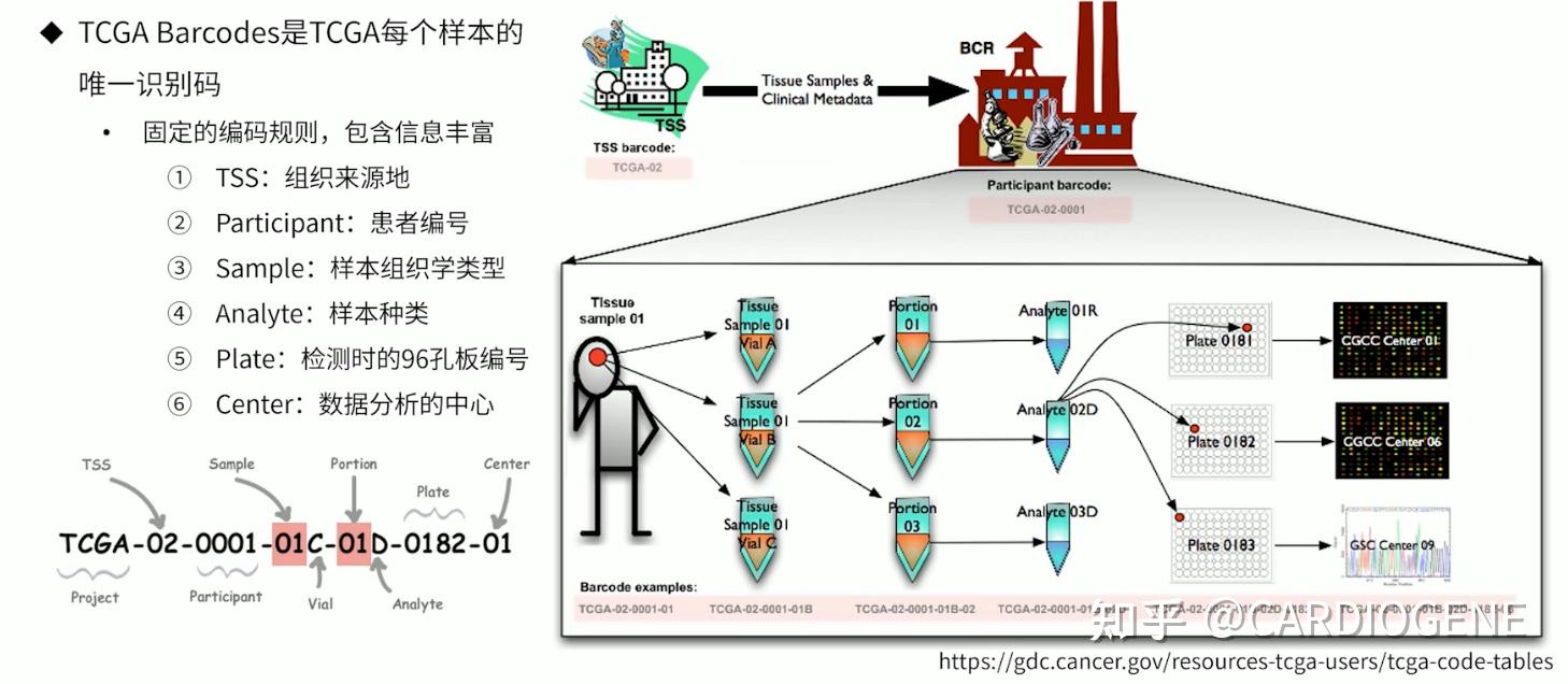 9.3.1.1.TCGA(THE CANCER GENOME ATLAS) - 知乎