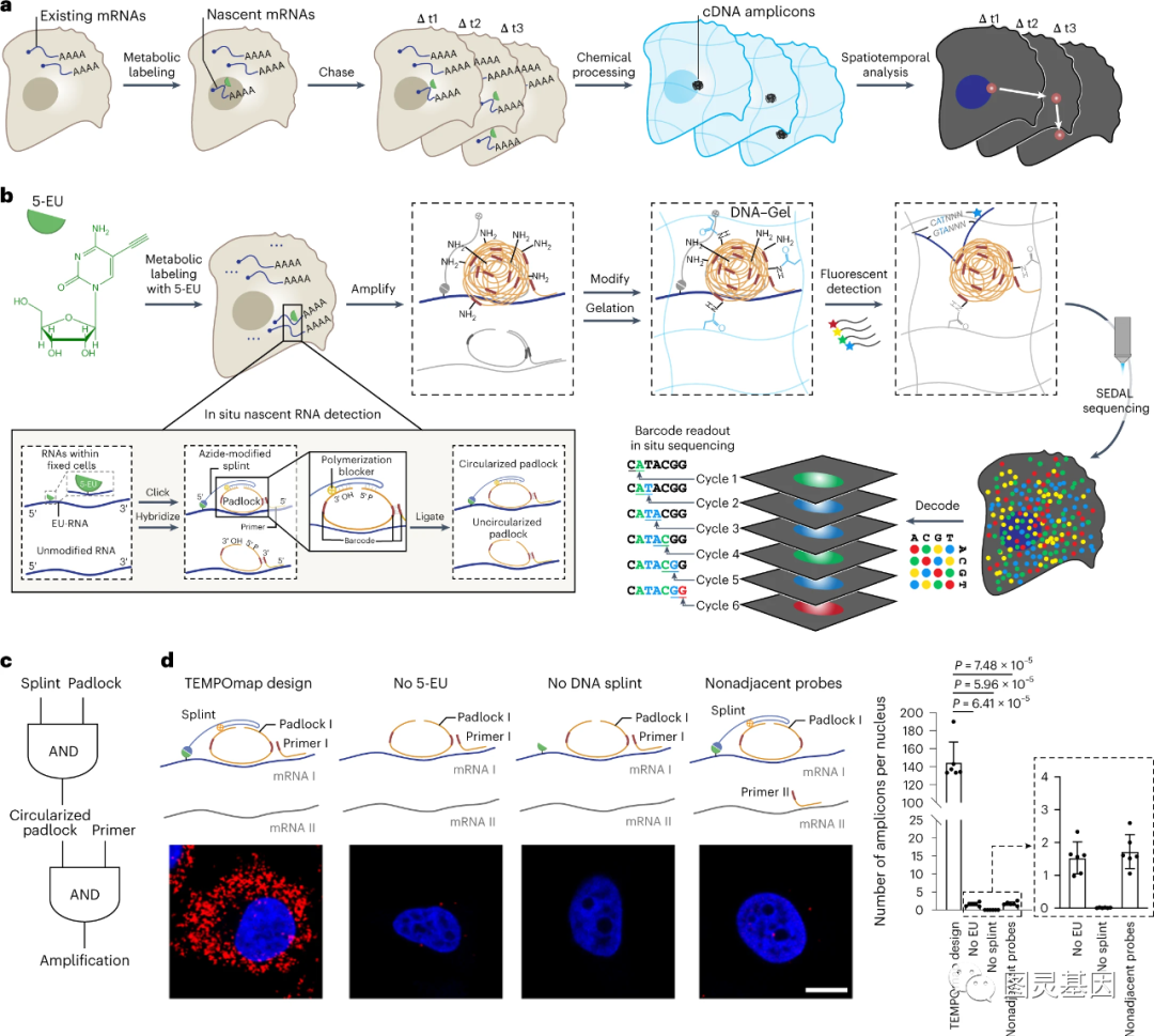 Nat Methods | MIT美女科学家实现时空分辨转录组学揭示亚细胞RNA动力学景观 - 知乎