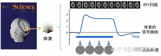 磁共振脑功能成像——任务态fMRI简介 - 知乎