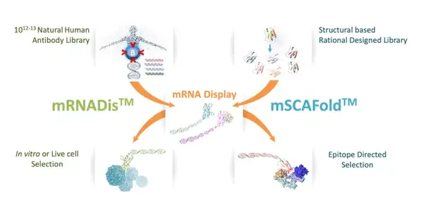 Focus | mRNA展示技术：新起之秀or转瞬花火？ - 知乎