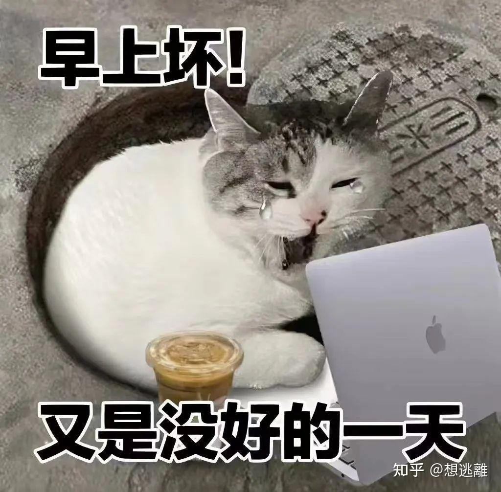 超有意思的发疯猫猫表情包上班族必备 - 知乎