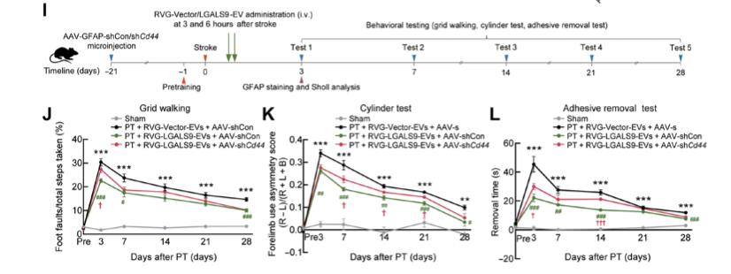 Science子刊！单细胞+空间转录组测序助力构建脑缺血模型的分子和细胞图谱 - 知乎