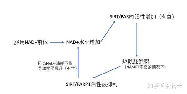 NAD+的内循环 – 远比补充前体更重要的过程 - 知乎