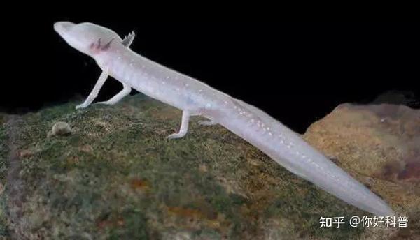 除12年一次的交配，其它时间都基本静止，它们是地球上最懒的生物 - 知乎