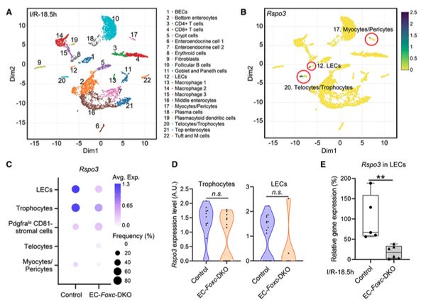 EMBO Reports丨内皮细胞 FOXC1 和 FOXC2 促进缺血再灌注损伤后的肠道再生 - 知乎