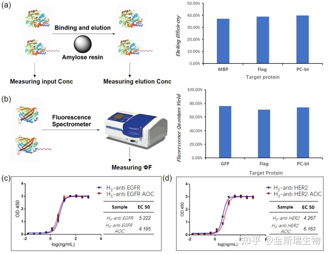 支持siRNA靶向递送与ADC研究，金斯瑞蛋白定点修饰技术成果发表在BIOCONJUGATE CHEM杂志！ - 知乎