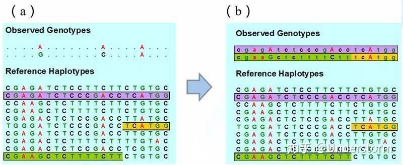 基因型填充(Genotype-Imputation)：从原理到操作 - 知乎