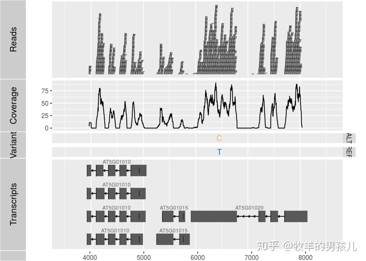 R语言可视化展示gff3格式基因组注释文件简单小例子 - 知乎