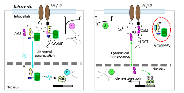 钙成像实验怎么操作？钙成像技术应用案例 - 知乎
