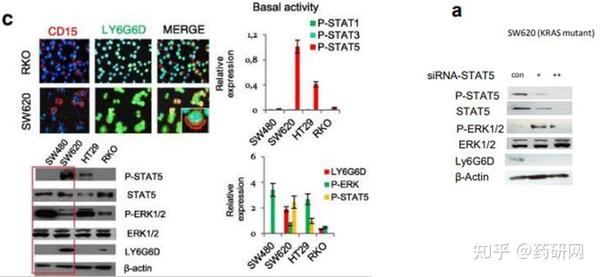基因泰克 LY6G6D/CD3双抗剑指结直肠癌 - 知乎