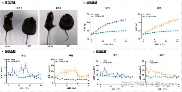 肥胖症研究小鼠介绍（上）：LEP/LEPR经典通路模型 - 知乎