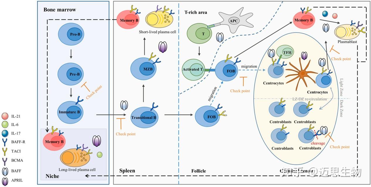 B细胞活化因子BAFF - 知乎