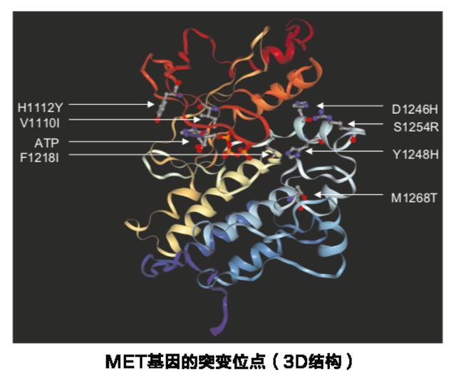 系统总结：MET基因的突变、检测、药物和耐药 - 知乎