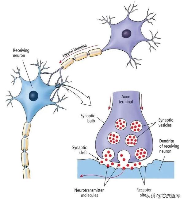 再造万神殿：类脑芯片如何开启马斯克的脑机接口之路？ - 知乎