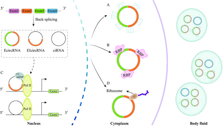 下一代重磅药物？全球首个环状RNA药物获FDA临床试验许可 - 知乎