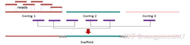 基因家族 scaffold contig motif - 知乎