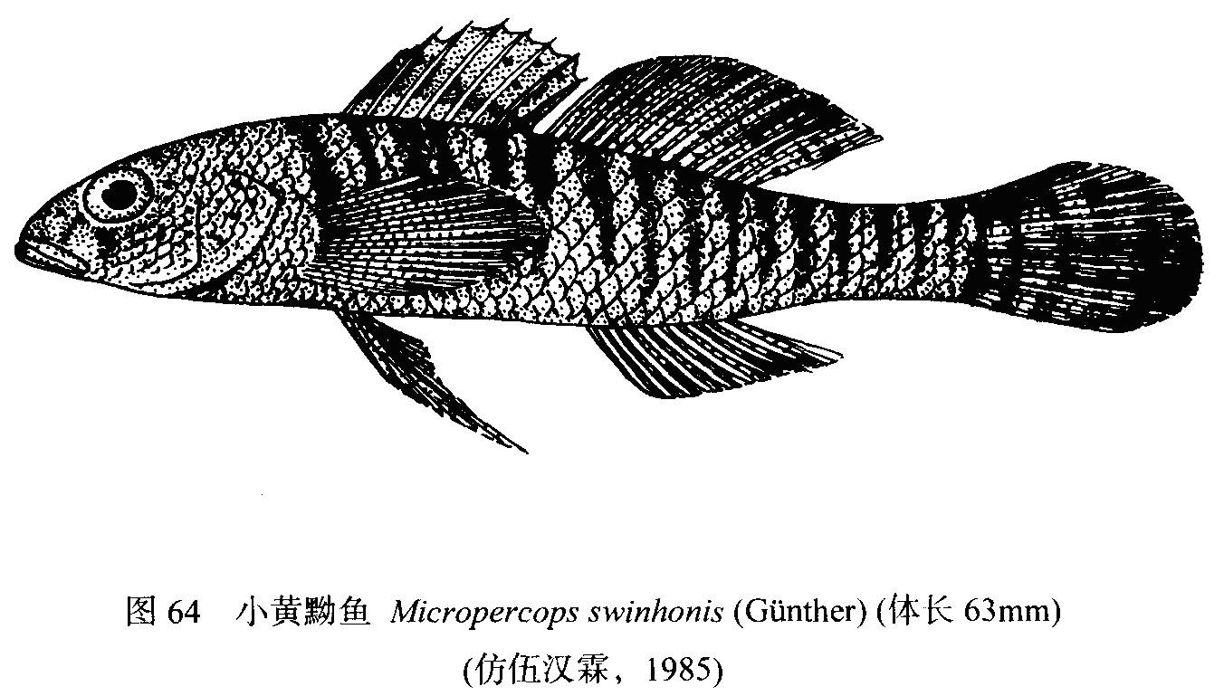 中国原生鱼：北京的鱼类 - 知乎