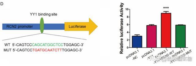 干货图文｜双荧光素酶报告基因结果解读 - 知乎