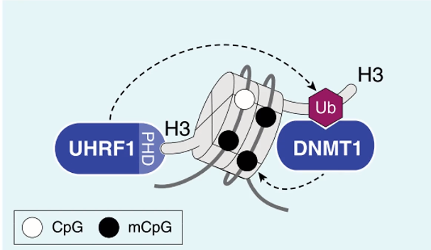 入门|表观遗传学 - 知乎