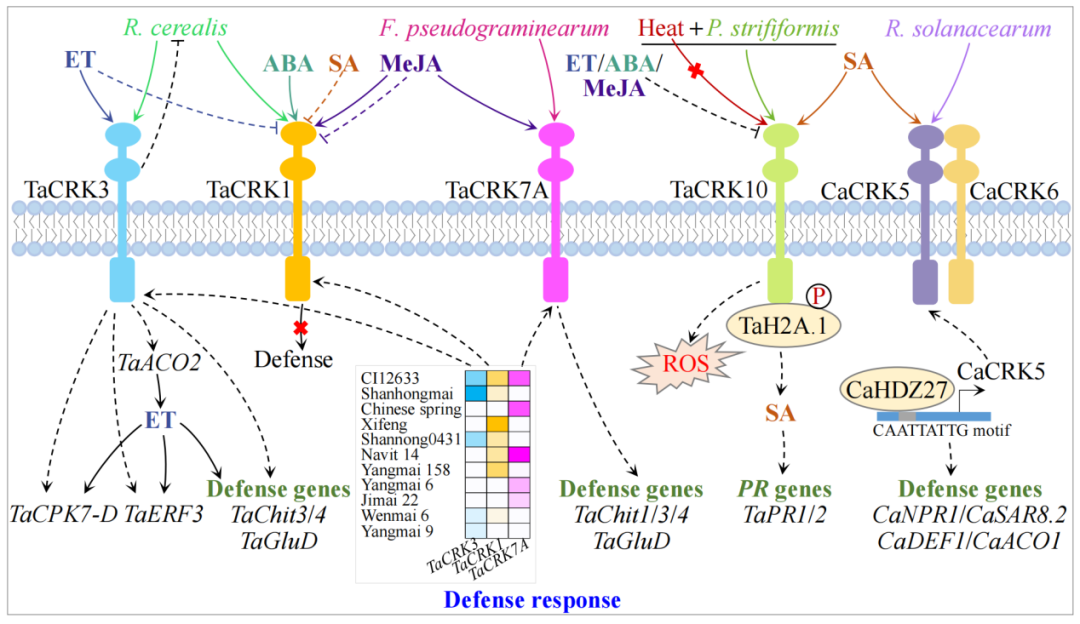 Trends in Plant Science发表封面故事，系统总结类受体激酶CRK的功能 - 知乎