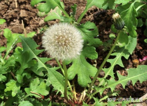 白蒿健康养生 - 知乎