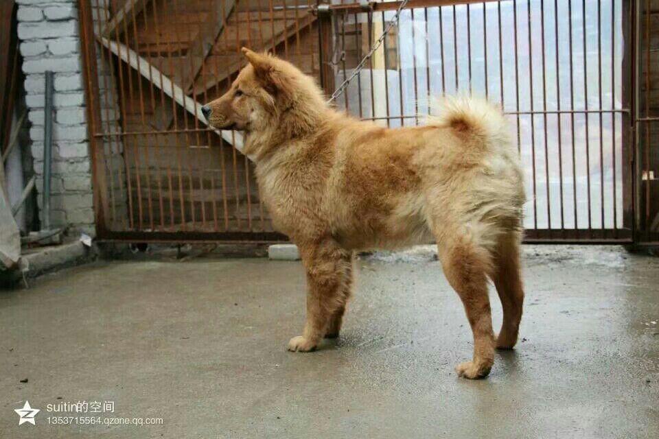 中国本土犬种都有哪些？ - 知乎
