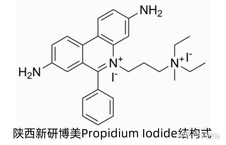 Propidium iodide，碘化丙啶，25535-16-4的应用原理 - 知乎
