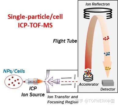 科研进展 ICP-TOF-MS：高通量单颗粒/单细胞-多元素分析的更优解 - 知乎