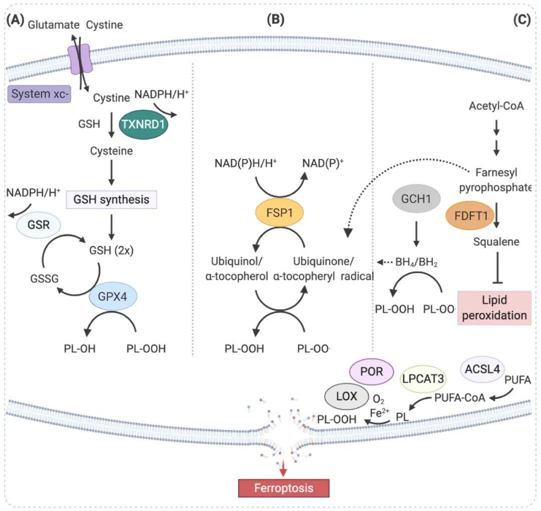 铁死亡，究竟该如何检测？- MedChemExpress - 知乎