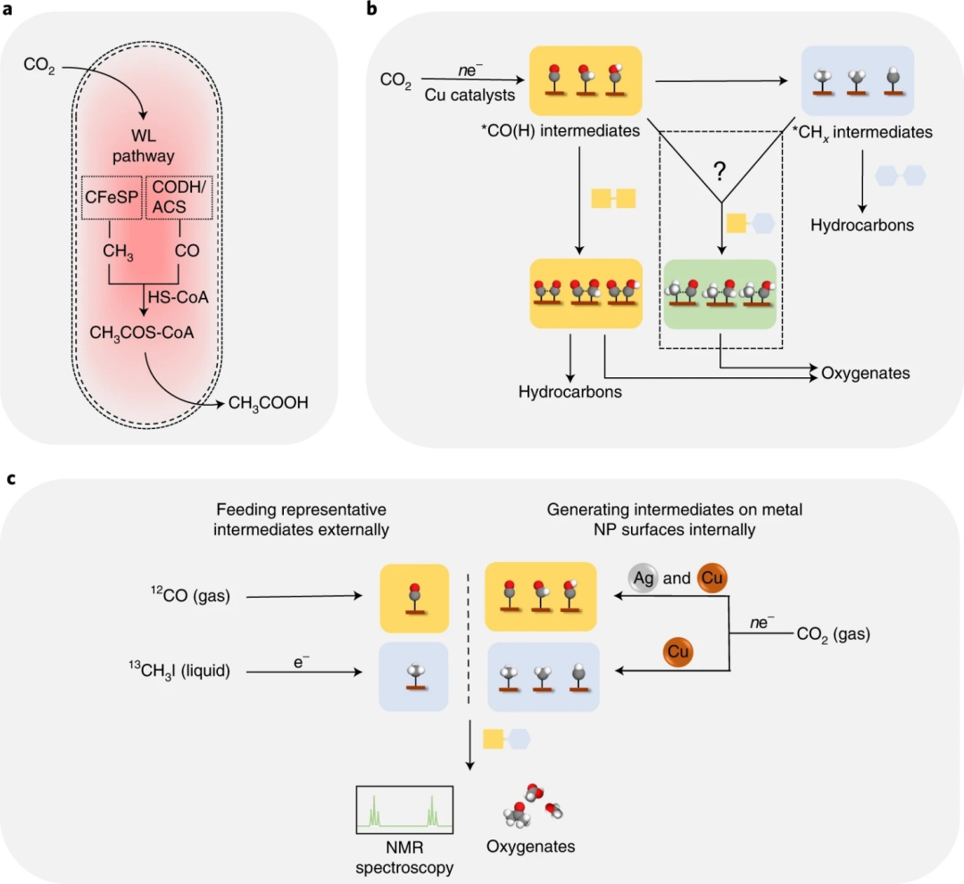 里程碑进展！杨培东院士Nat. Catal.：CO₂电还原，不对称C–C偶联 - 知乎