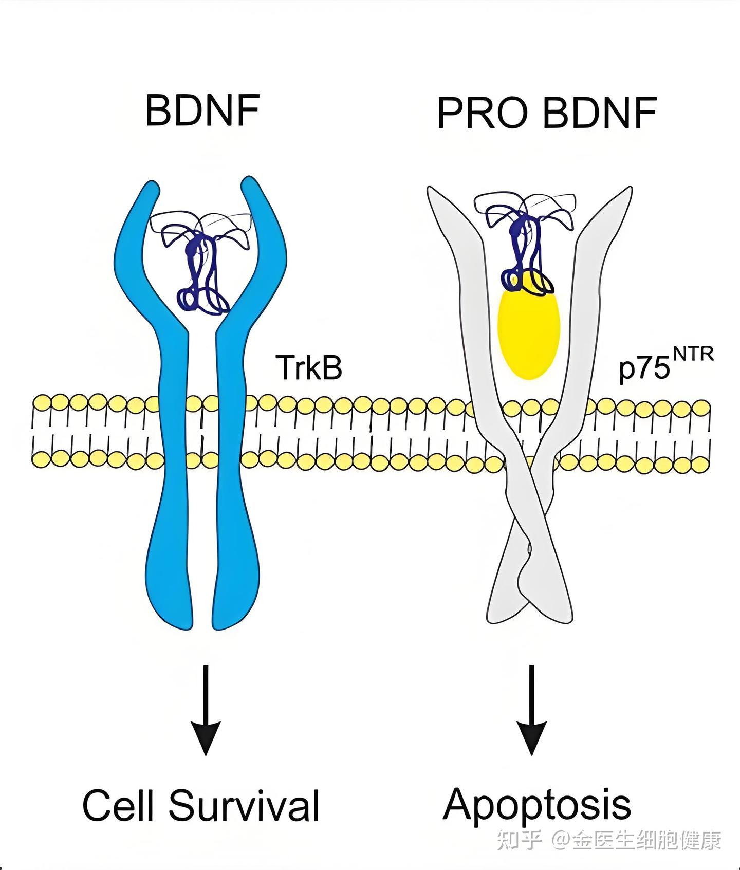 揭秘BDNF(脑源性神经营养因子)：解锁大脑潜能的钥匙与有效刺激方法 - 知乎