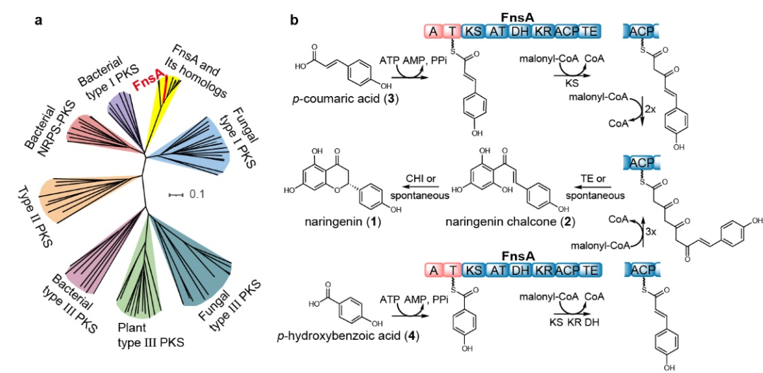 Nat Commun︱尹文兵团队发现真菌合成黄酮柚皮素的新途径 - 知乎