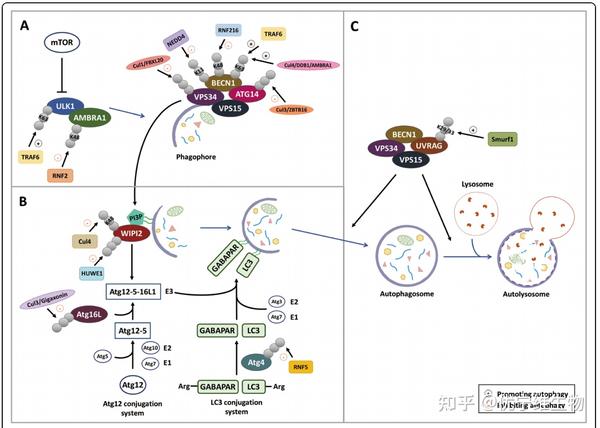 一篇文章带你了解泛素化 - 知乎