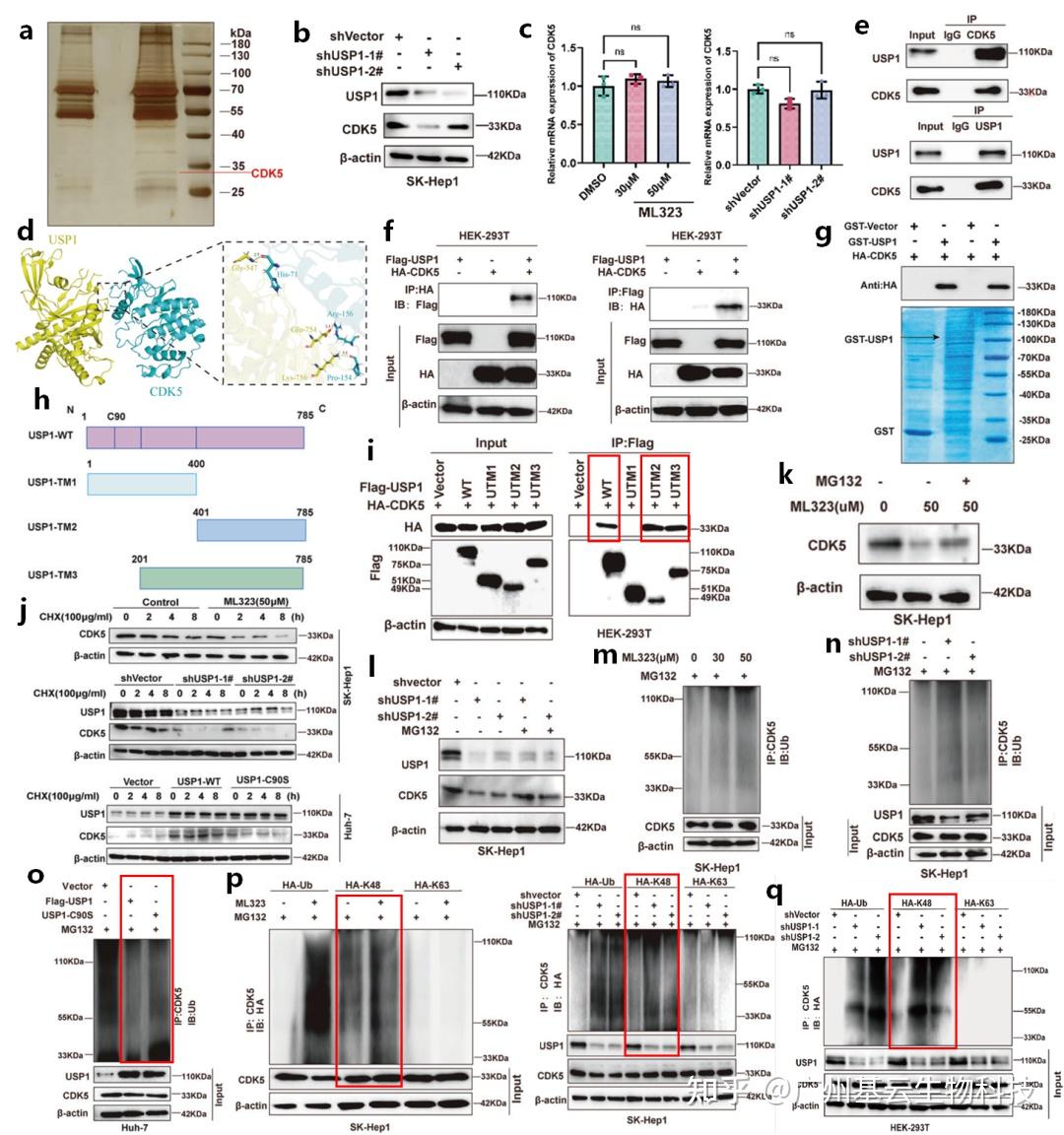 《Cell Death Differ》解读：脱泛素化酶USP1压制表兄，稳定CDK5，促进DRP1线粒体分裂致癌 - 知乎