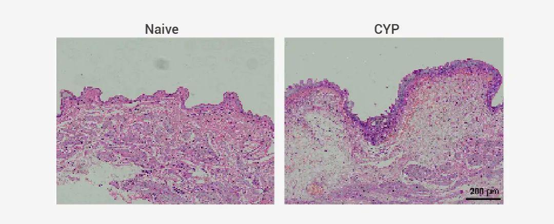诱导疾病模型 | MedChemExpress (MCE) - 知乎