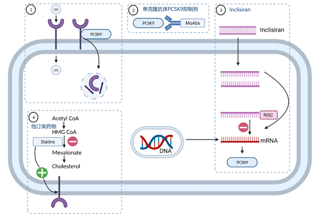 他山之石-4丨siRNA 药物 Inclisiran 上市历程及临床开发路径总结 - 知乎