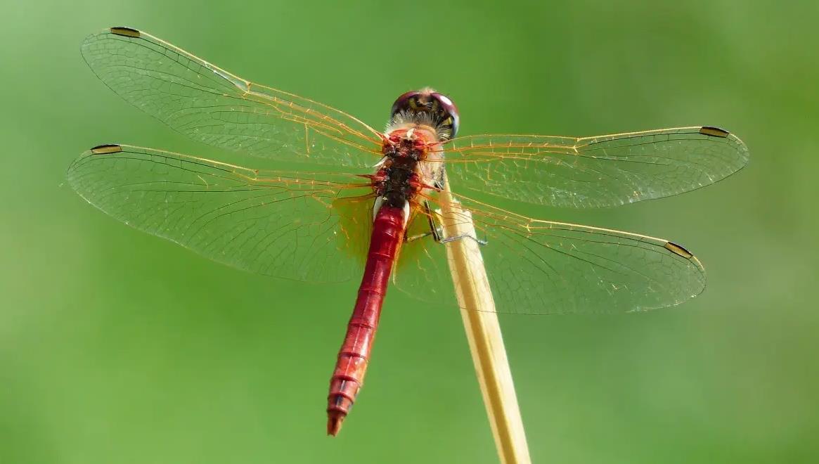 为啥“蜻蜓”的单词是 dragonfly，龙飞？ - 知乎